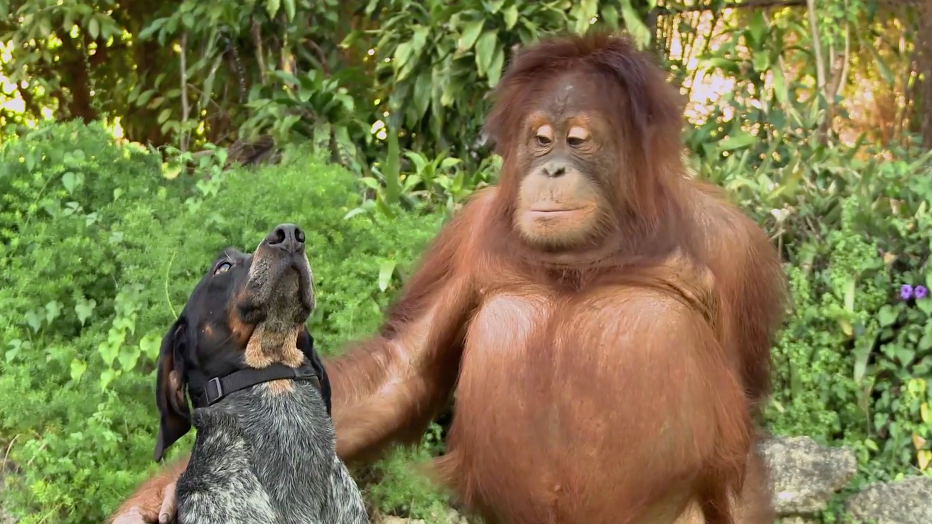Top 10 Most Shared Brands Of 2015: “Furever Friends” Video Ad Pushes ...